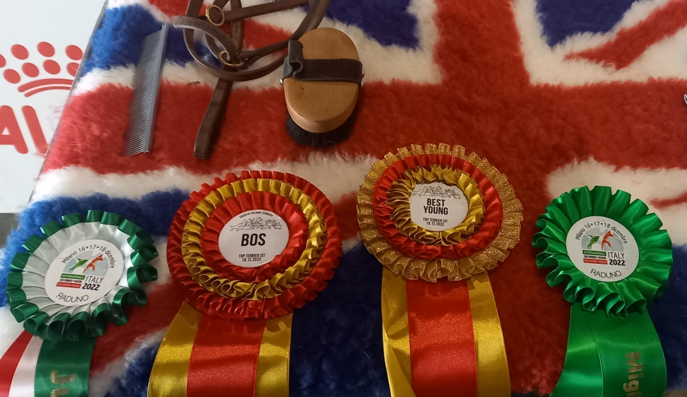 Dog Shows Dog Shows